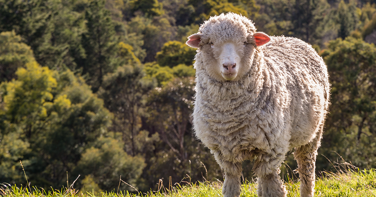 Merino Wool : Woven with Sustainability