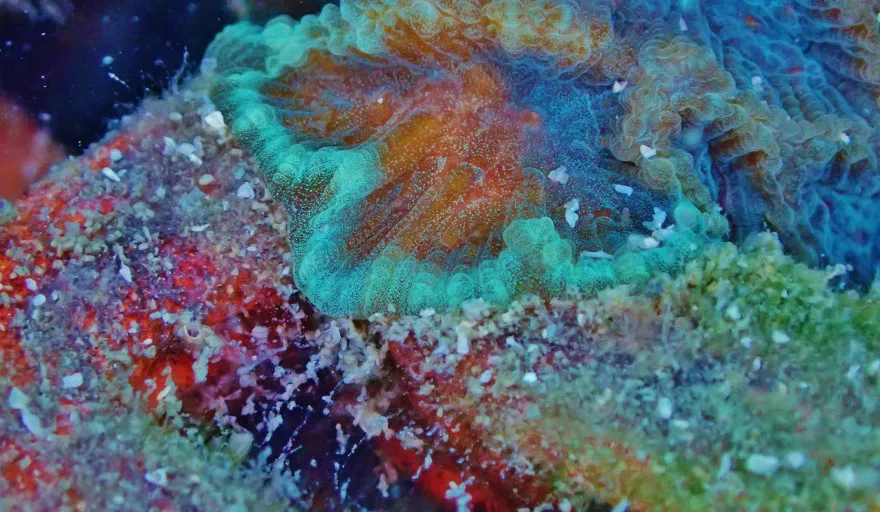 ArchiREEF : Restoring the Reefs